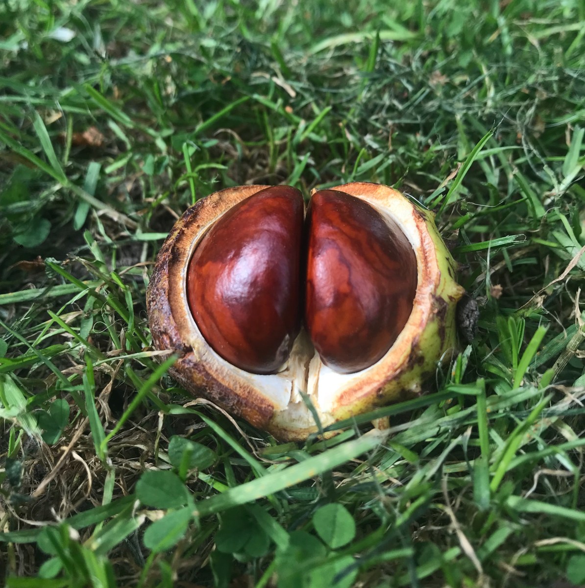 Celebrating October – The Mighty Conker – Holdfast Beach and Forest ...